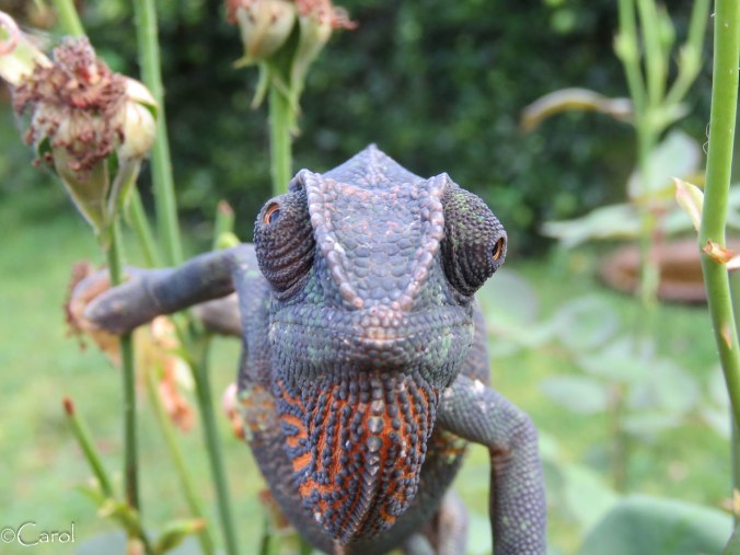 A Very Angry Chameleon | I'll Give You a Letter For That